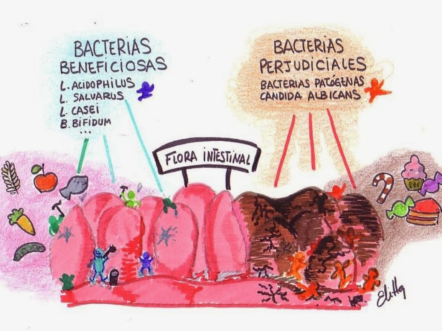bacterias intestinales